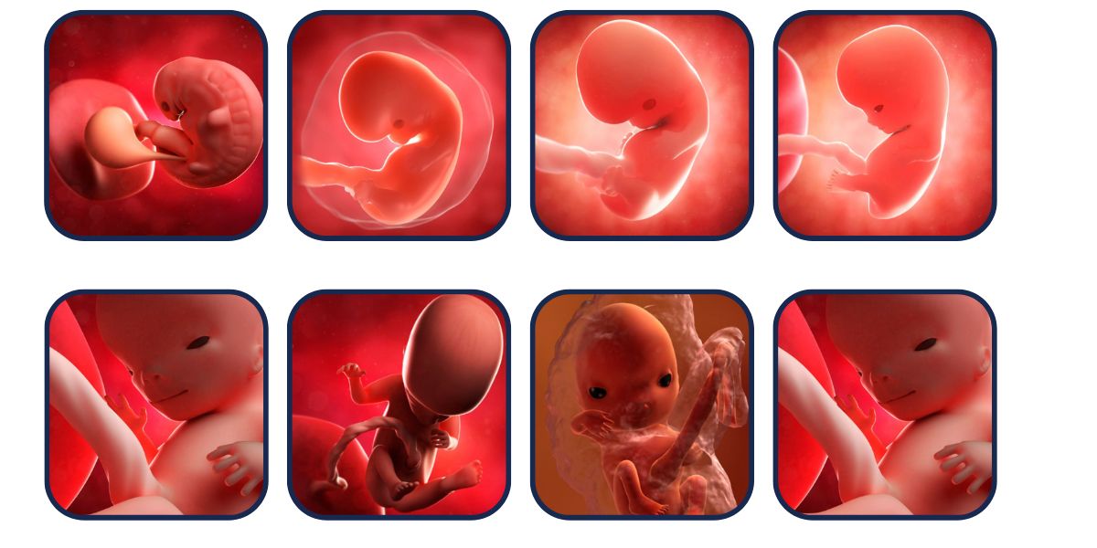 Ouerskap: die eerste agt weke van jou swangerskap - Nuusflits