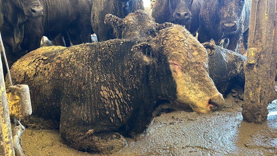 KYK: Foto's van beeste op 'doodskip' nie vir sensitiewe lesers nie ...